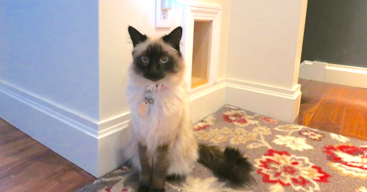 He Cuts A Hole In His Living Room Wall. Now Watch When Kitty Walks ...