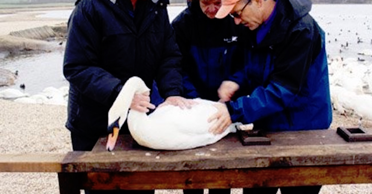 Rescuers Rush To Help A Sick Swan. How She Says 'Thank You?' BEAUTIFUL ...