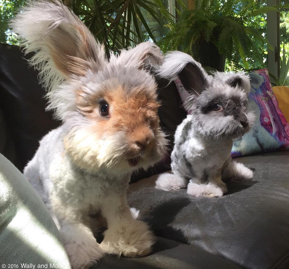 No One Wanted This Strange Bunny. Then Who Walks In The Door? BEAUTIFUL ...