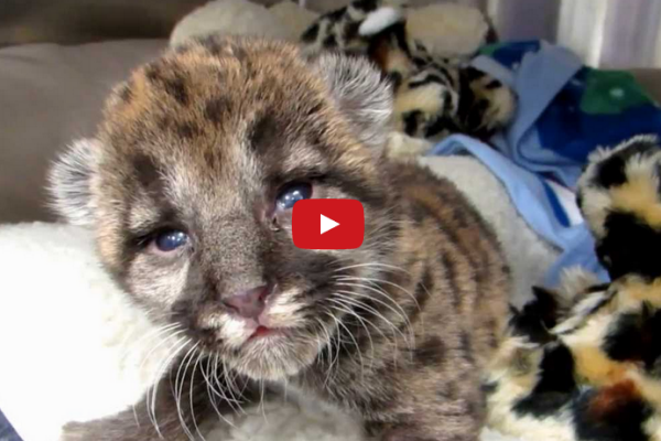 At First I Was Terrified For This Newborn Panther, But Once He Starts ...
