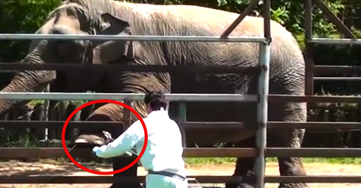 Abused Elephant FINALLY Trusts Again, Allows Humans To Free Her From ...