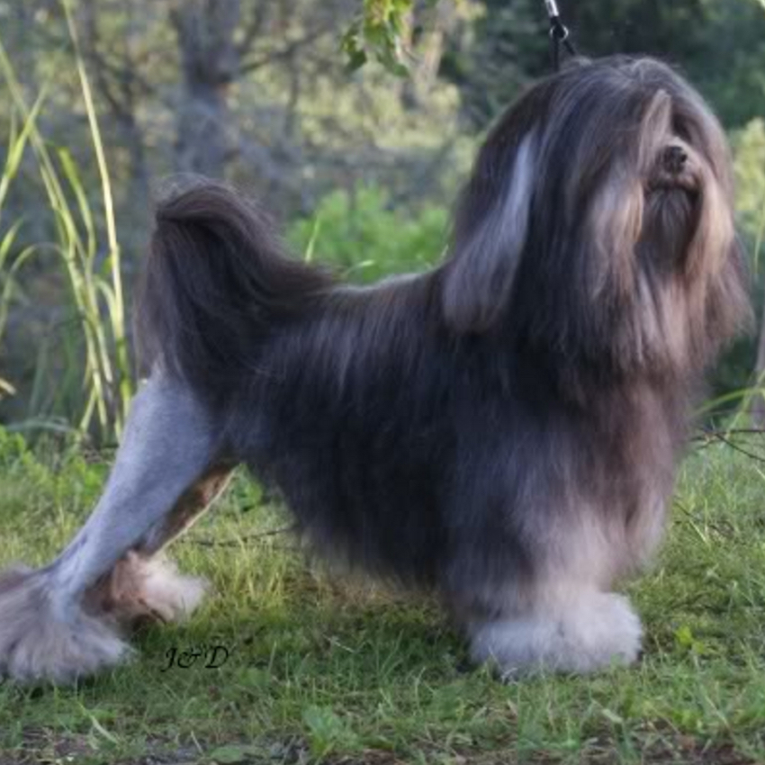 59 Best Small Dog Breeds That Stay Small And Look Cute Forever ...