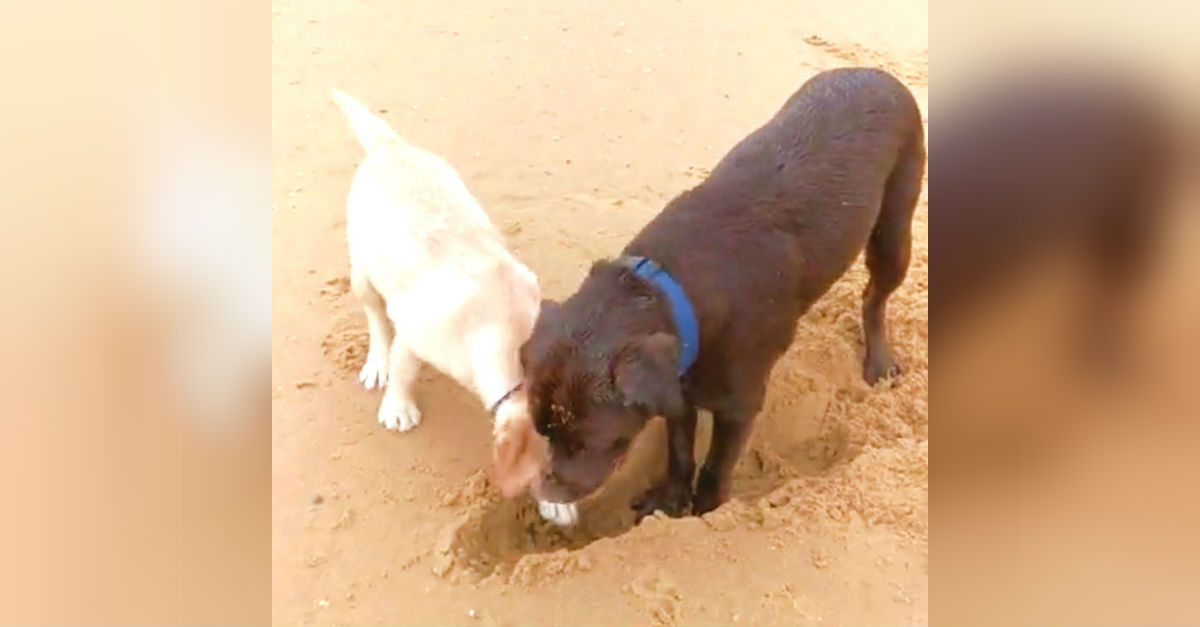 Dog Sees Puppy Struggling To Dig Hole, Teaches Technique | LittleThings.com