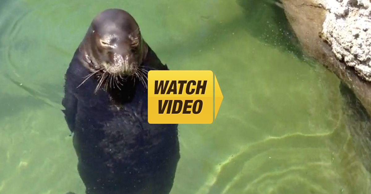 We Found A Seal Doing The WEIRDEST Thing! Have You Ever Seen This ...