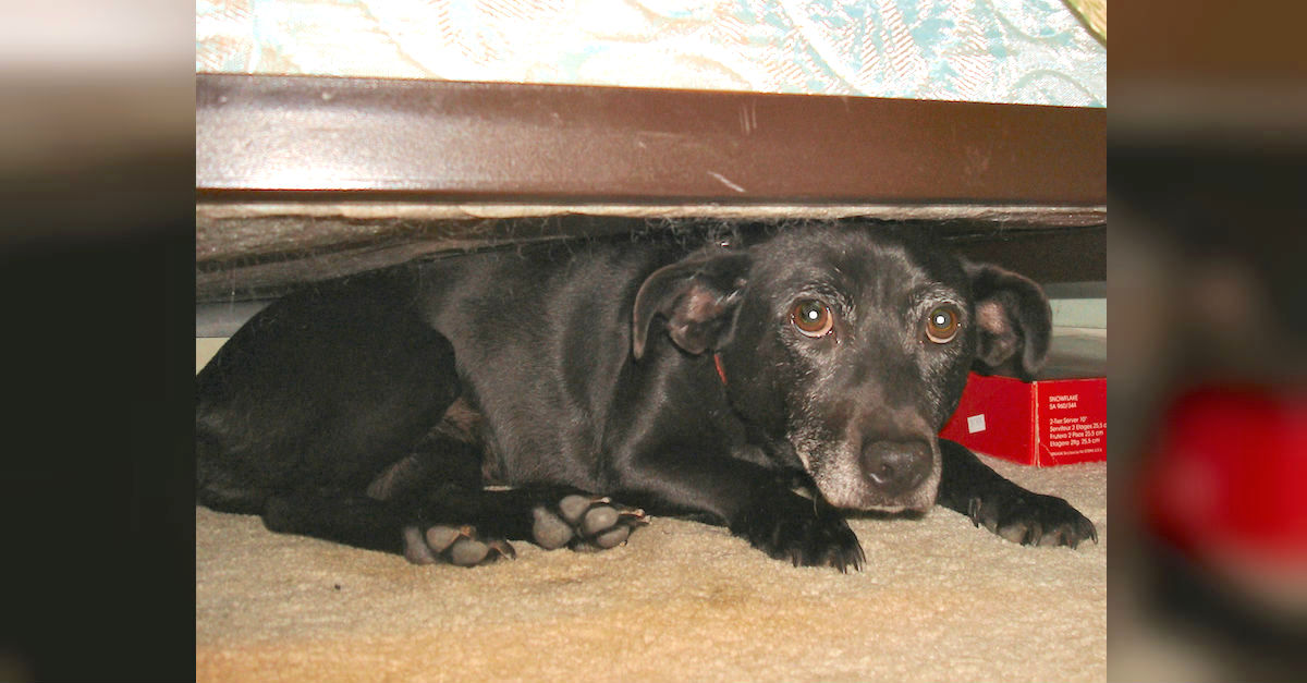 Is A Second Dog Right For You? Consider These First | LittleThings.com