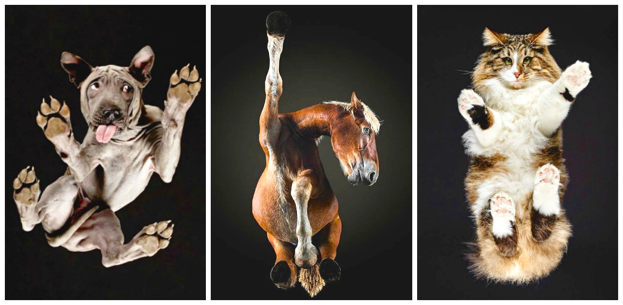 14 Unique Animal Photos Taken From Underneath | LittleThings.com