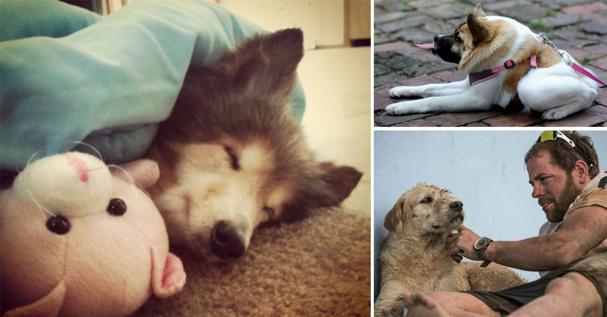 The Most Inspiring Animal Rescue Stories Of 2014 Will Bring Tears To ...