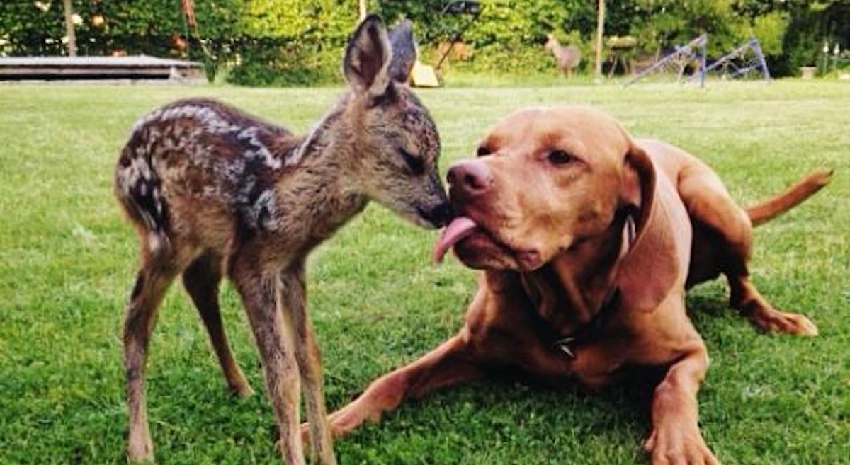 13 Rescue Fawns Who Act Like They're Puppies! | LittleThings.com