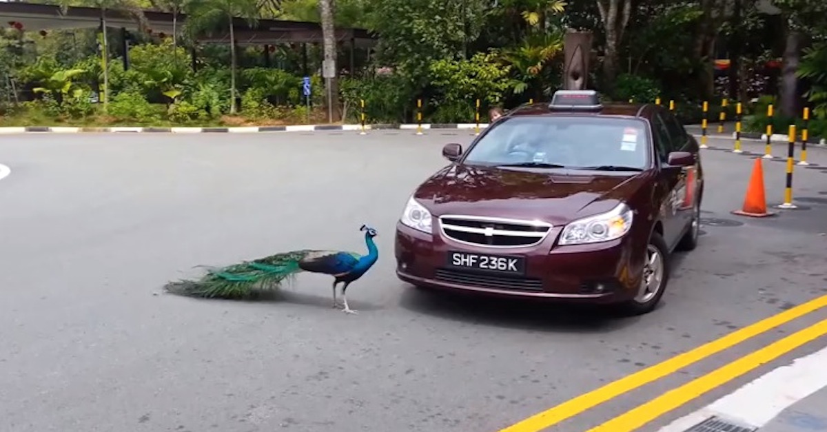 Sneaky Peacock Approaches Mom's Car. At :55, Everyone Was In Stitches ...