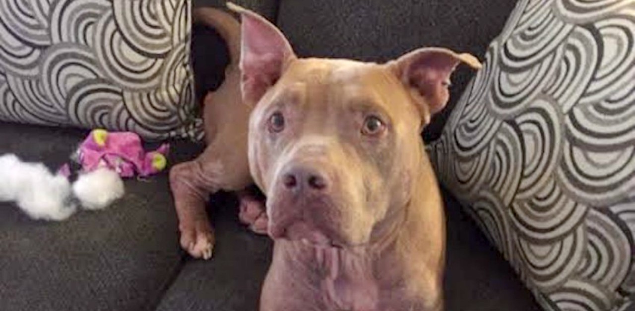 Emaciated Pit Bull Is Rescued By Doctor | LittleThings.com
