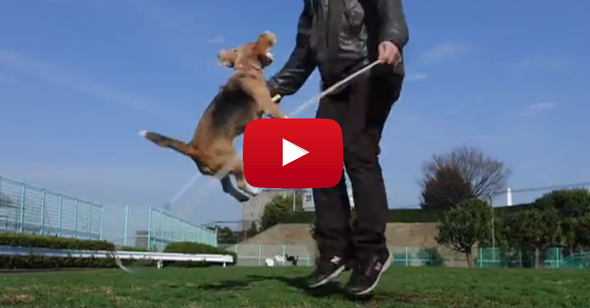 No One Believes My Dog Does This With Me, So I Finally Recorded Him ...