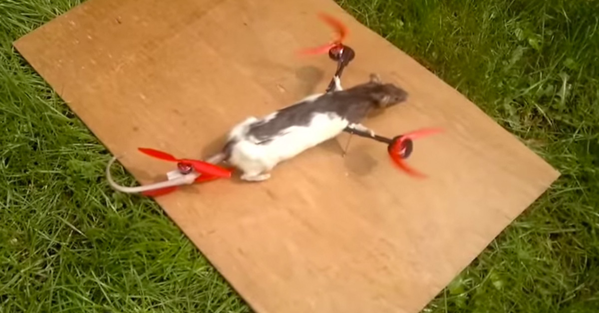 He Takes A Dead Rat And Some Propellers. The Result? OMG ...