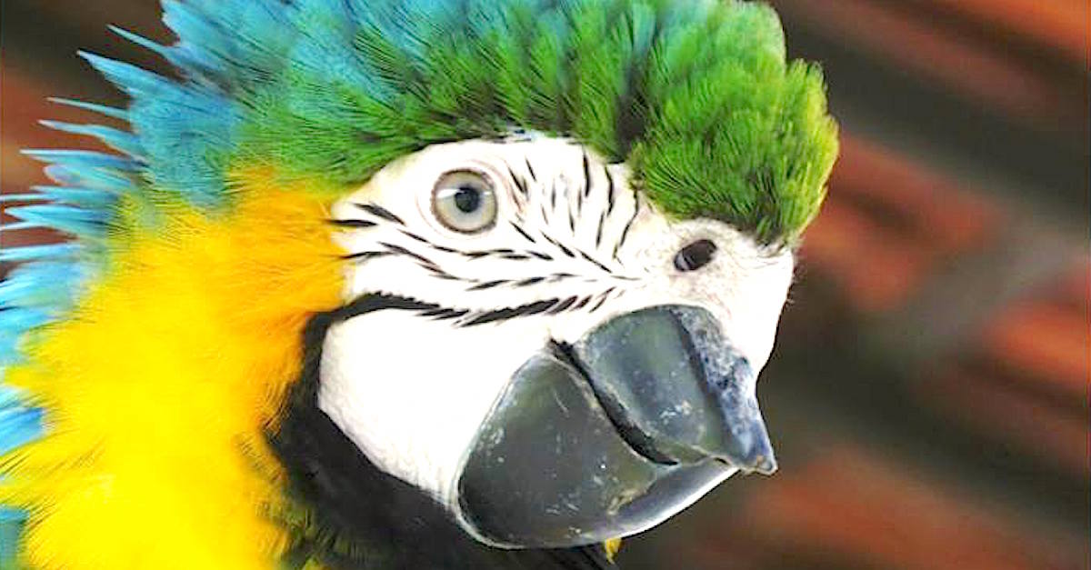 They Find A Starving Bird Born Without A Beak. You Won't Believe What ...