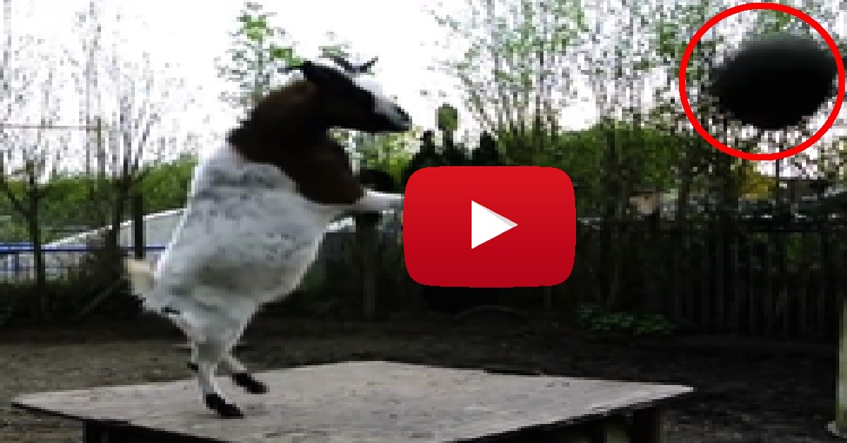 Goat LOVES To Play Soccer With His Dad! He's AWESOME! | LittleThings.com