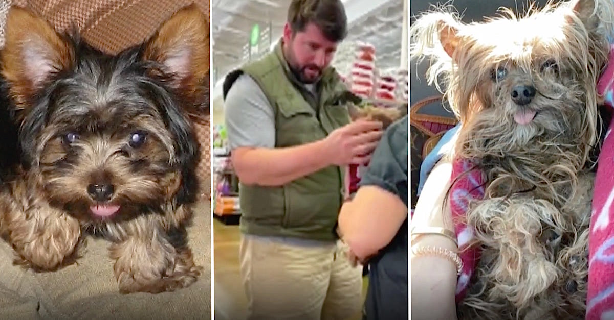 Missing Dog Shows Up 14 Years Later, Reunited With Family ...