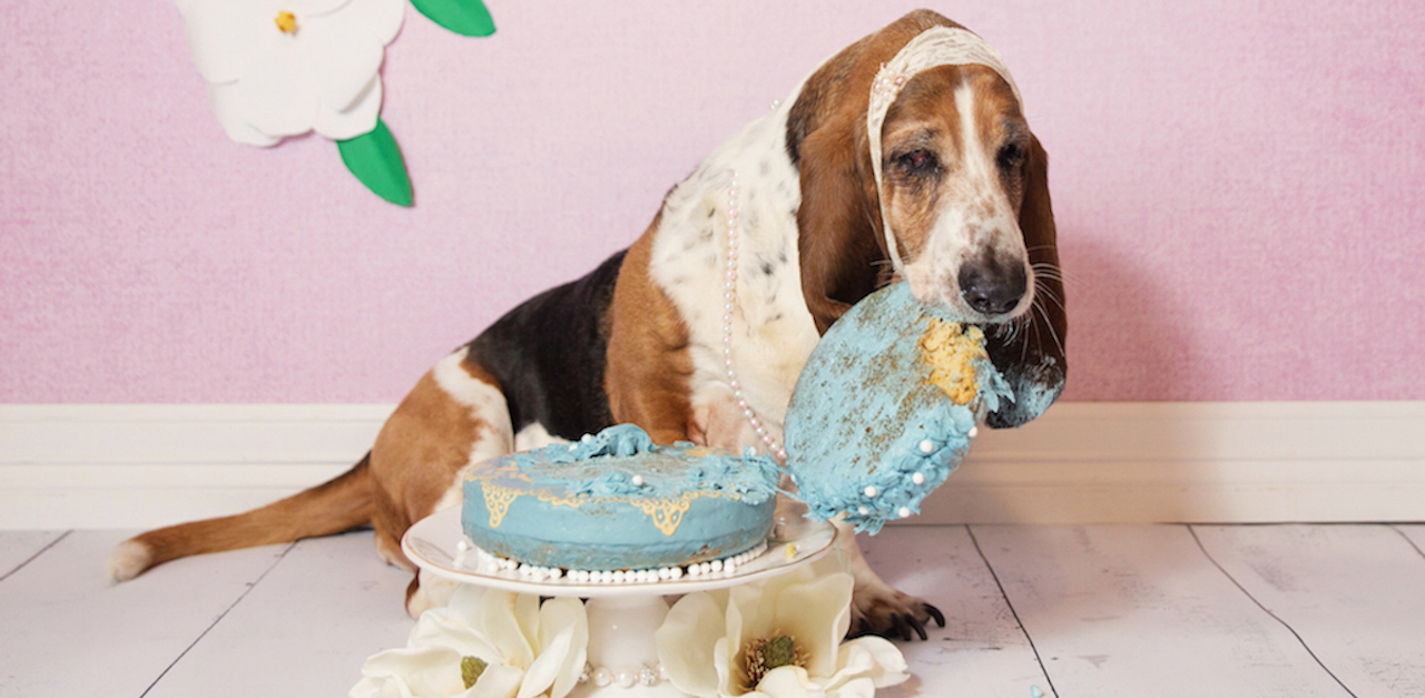 Watch A Precious Basset Hound Do Her Own Cake Smash | LittleThings.com