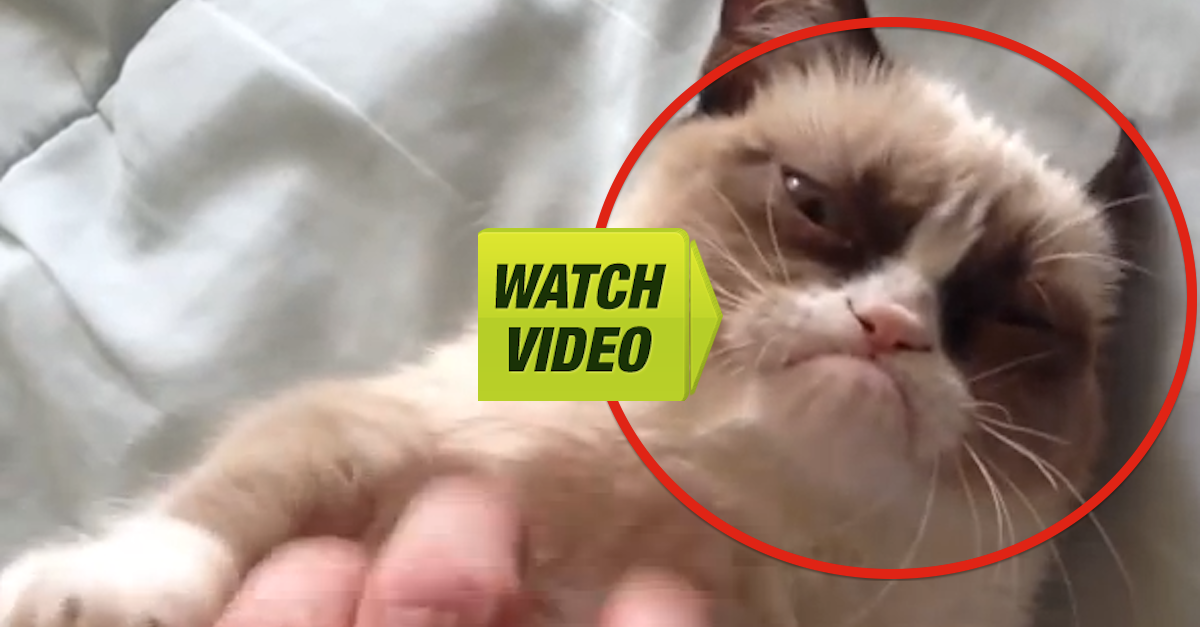Strangely Enough, The World's 'Grumpiest' Cat Will Give You Something ...