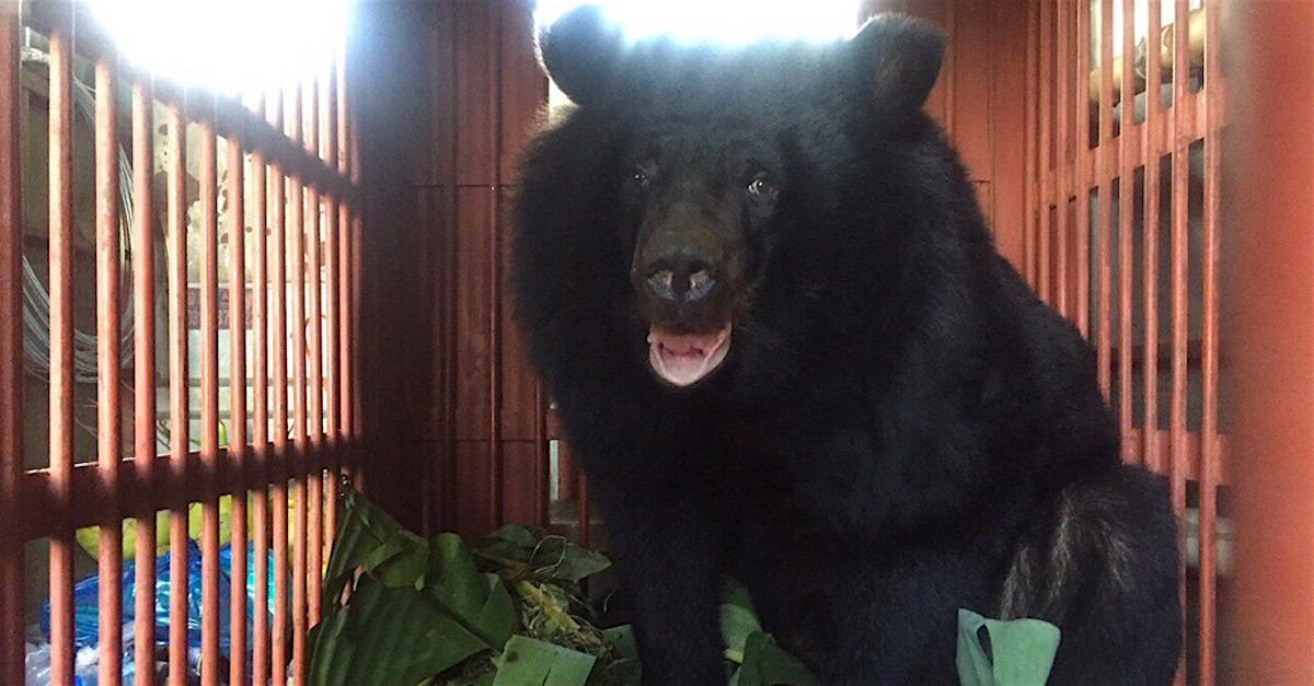 Beautiful Moon Bear Held Captive For 12 Years Finally Gets Her Freedom ...