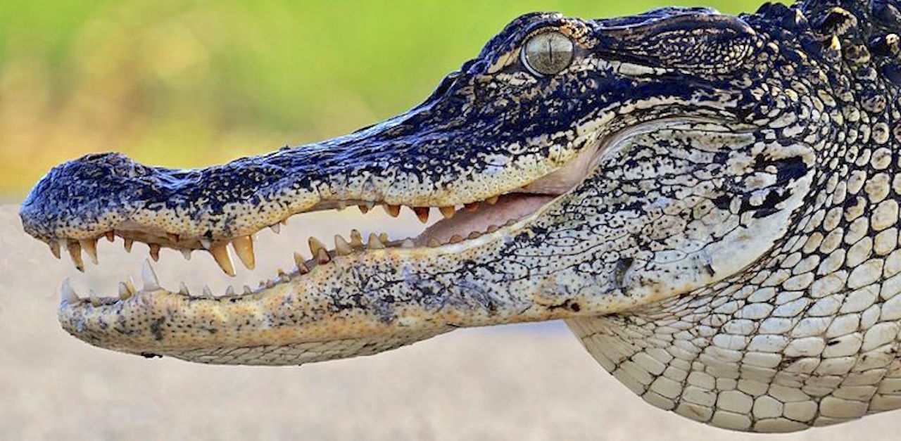 10 Amazing Alligator Facts You May Not Know | LittleThings.com