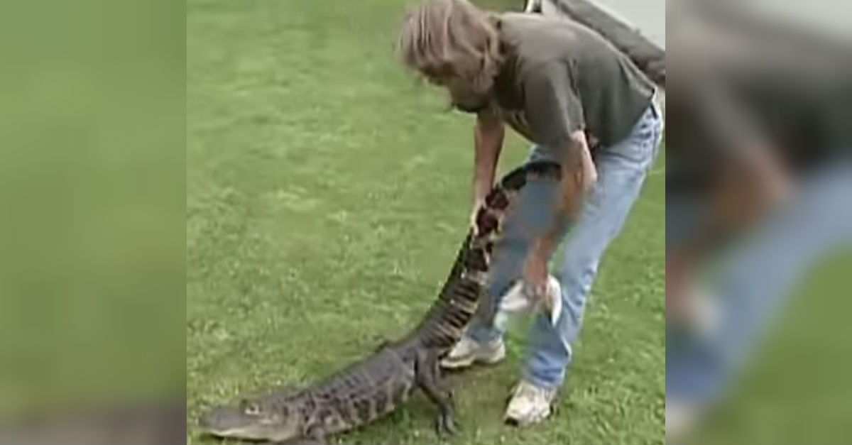 He Grabs A 5-Foot-Long Alligator By The Tail... When He Does THIS, I'm ...