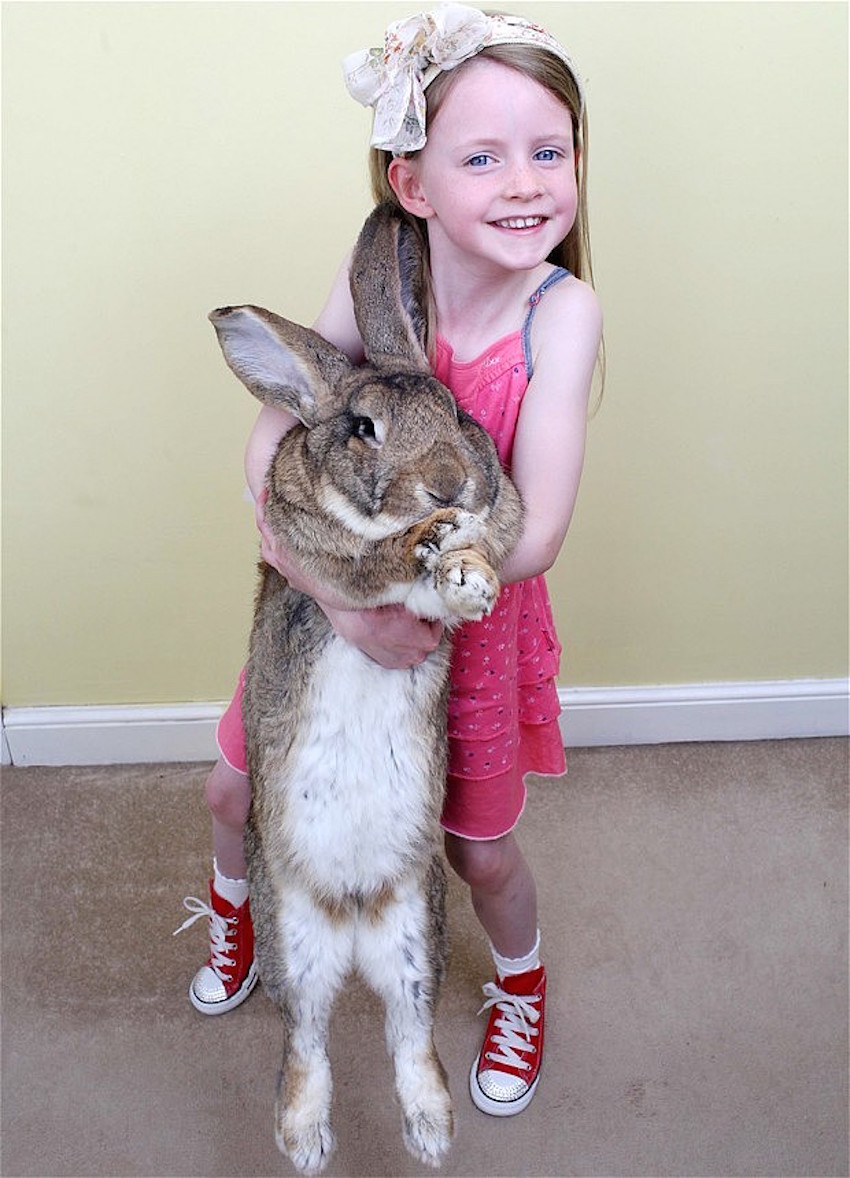 He Looks Like An Ordinary Rabbit, But When She Lifts Him Up? Incredible ...