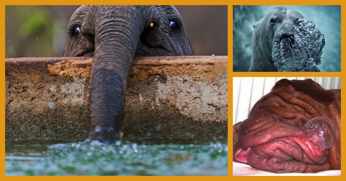 15 Animals Who Love Blowing Bubbles More Than Little Kids ...