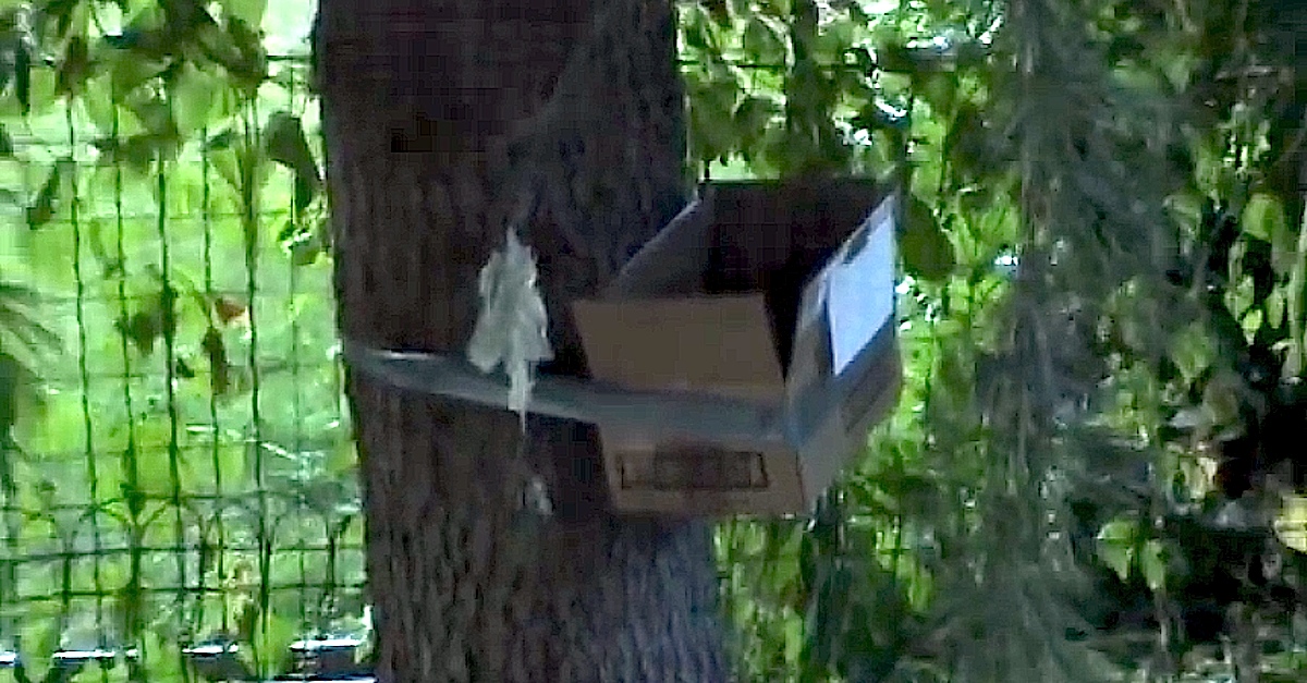 He Tapes A Cardboard Box To A Tree. Now Watch Who Climbs Inside... OMG ...