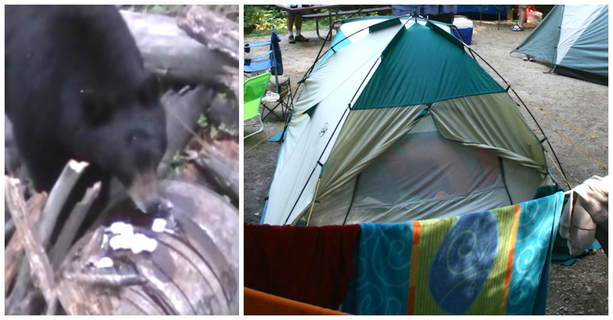 13 Totally Weird Wild-Animal Encounters | LittleThings.com