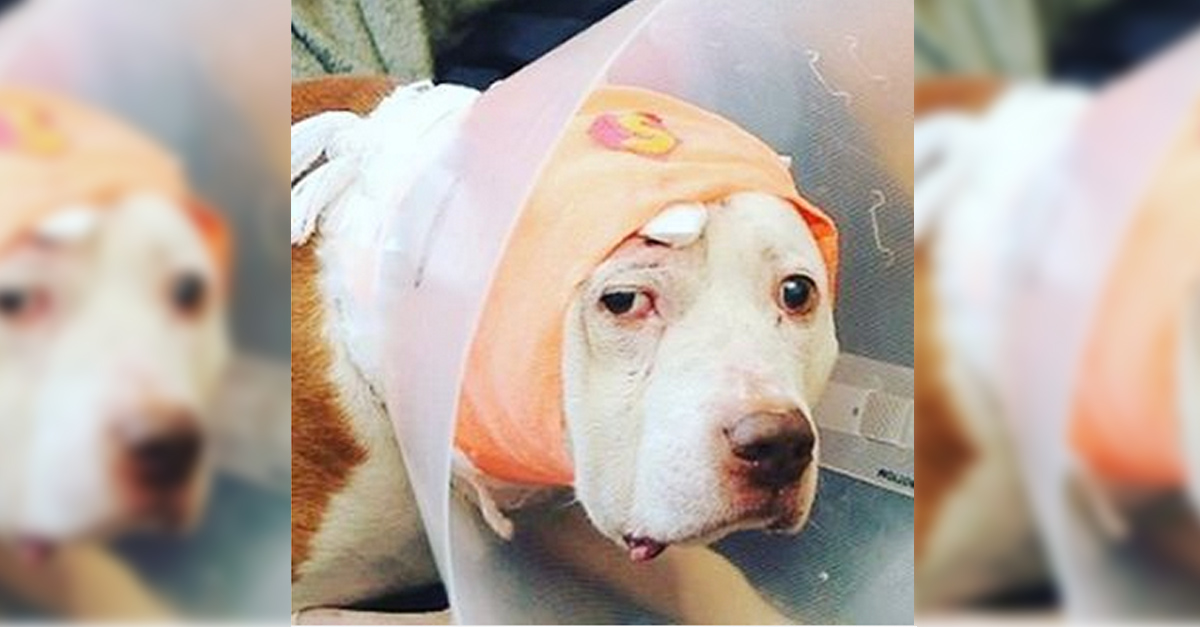 A Hero Pit Bull Took A Bullet For His Owner…And Now He Needs A Home ...