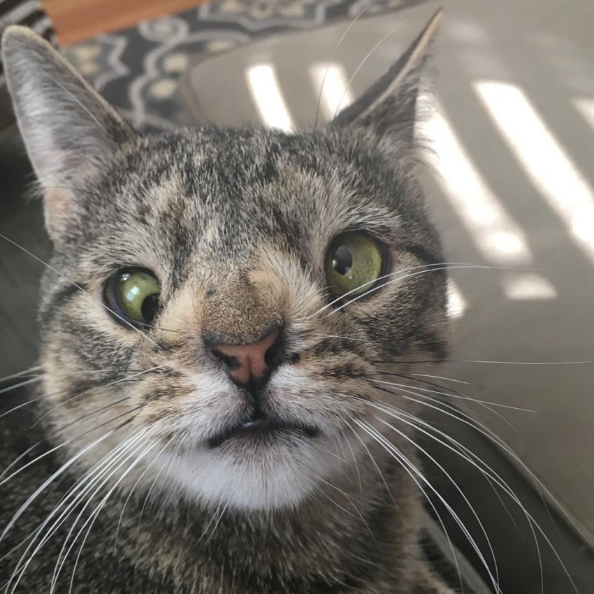 Cat With Special Needs Finds Home After Being Left To Die ...