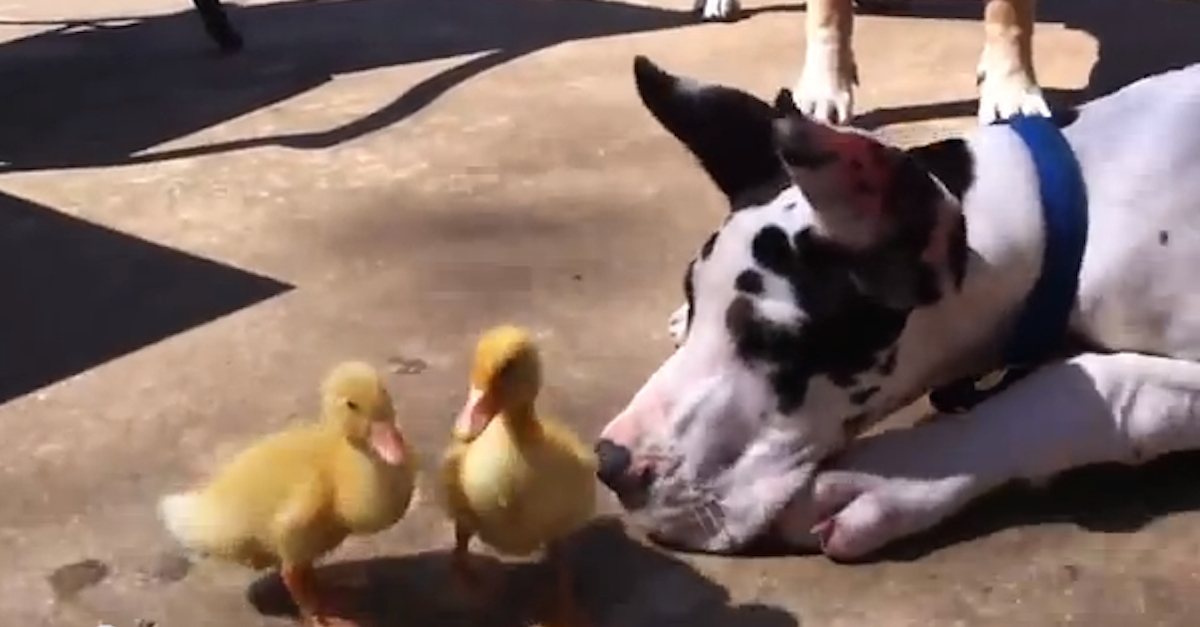 Watch These Gentle Giants Come Face-To-Face With Tiny Baby Ducks ...