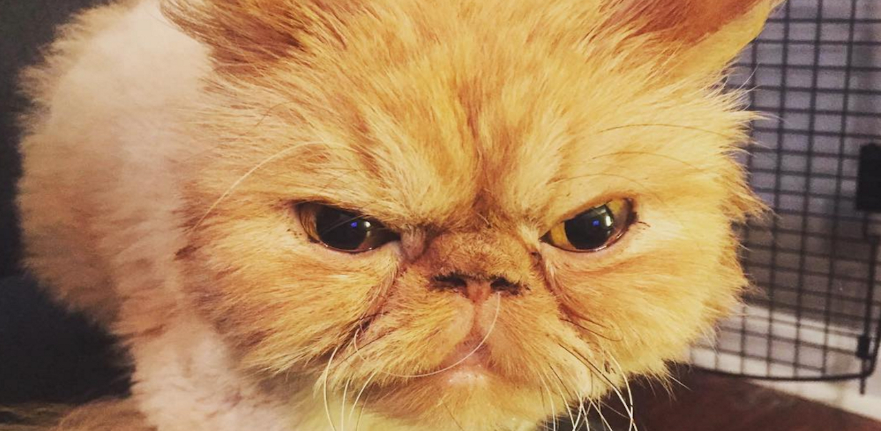 Angry-Faced Cat With Heart Of Gold Is Rescued From Abusive And ...
