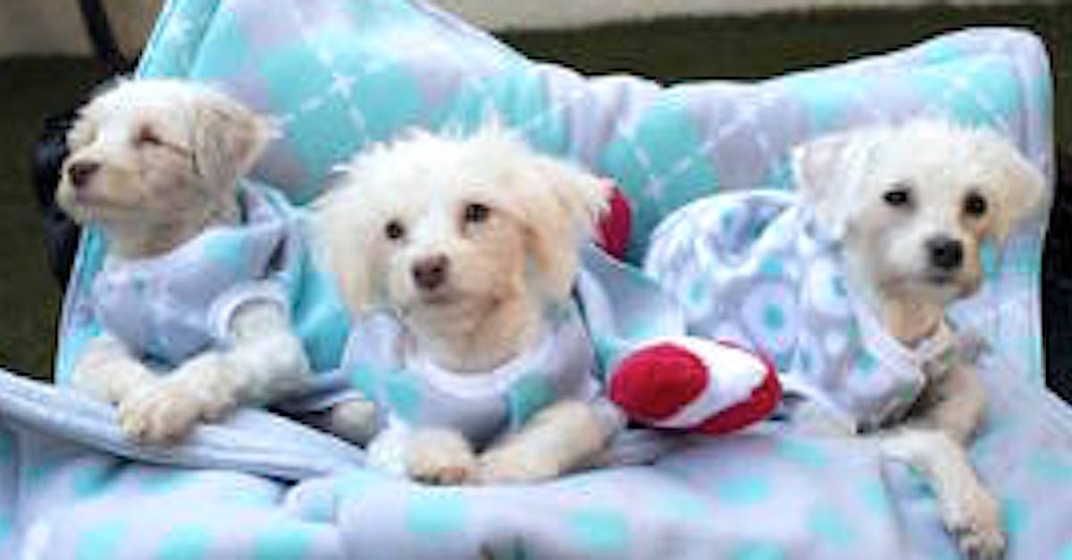 They Look Like Normal Triplets. But When They Start To Move? I'm ...