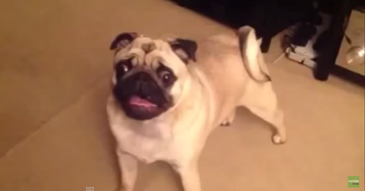 Her Hyper Pug Does Not Want To Hear THIS Word... Just Wait Until You ...