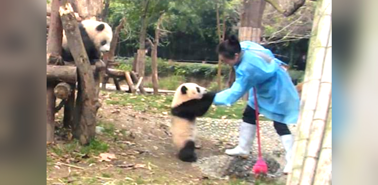 Baby Panda Wants Keeper's Attention | LittleThings.com
