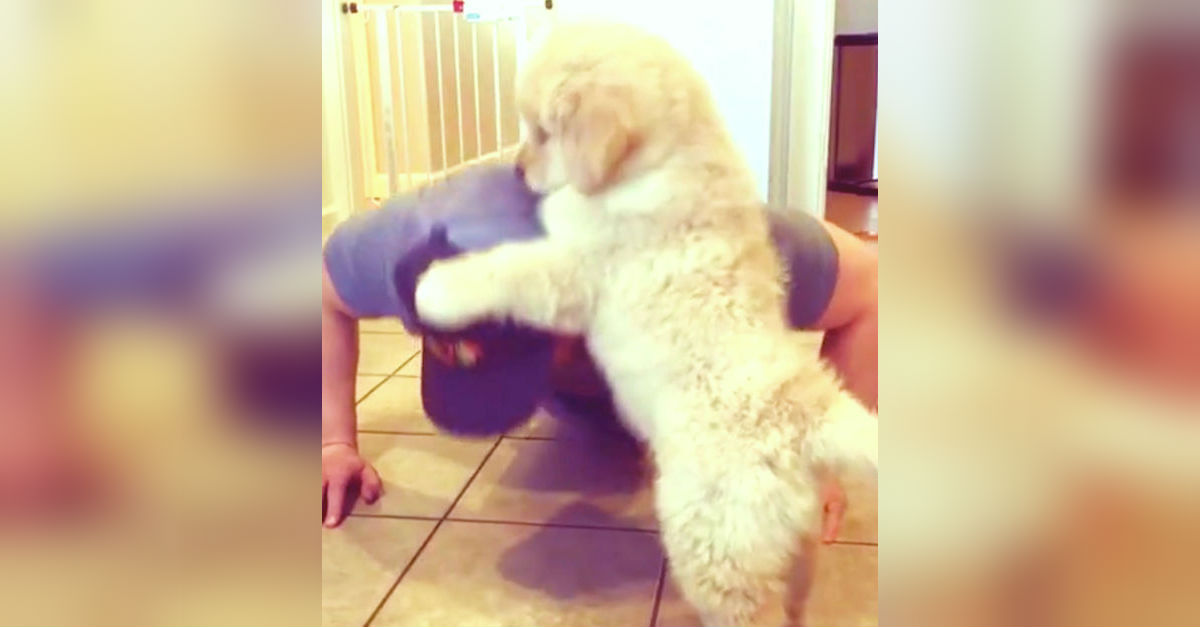 Fluffy Puppy Wants To Workout, Plops Onto Owner's Back | LittleThings.com