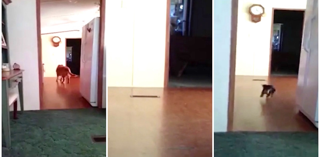 Grieving Mom Captures Strange Apparition On Film Days After Her Dog ...