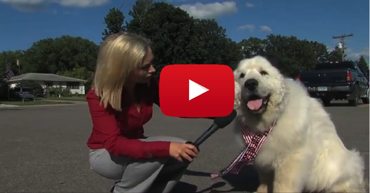 This 7-Year-Old Dog Has Been Elected MAYOR Of A Minnesota Town! How ...