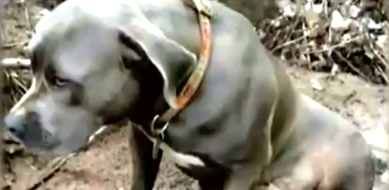 Pit Bull Missing For Days Is Found With A Gunshot Wound In Her Leg ...