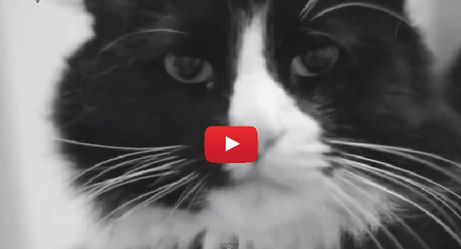 LOL!!! Here’s Why Animals Hate Going To The Vet! I Can’t Get Enough Of ...