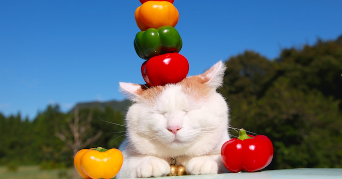 This Mellow Kitty Is Being Called The Polar Opposite Of 'Grumpy Cat ...