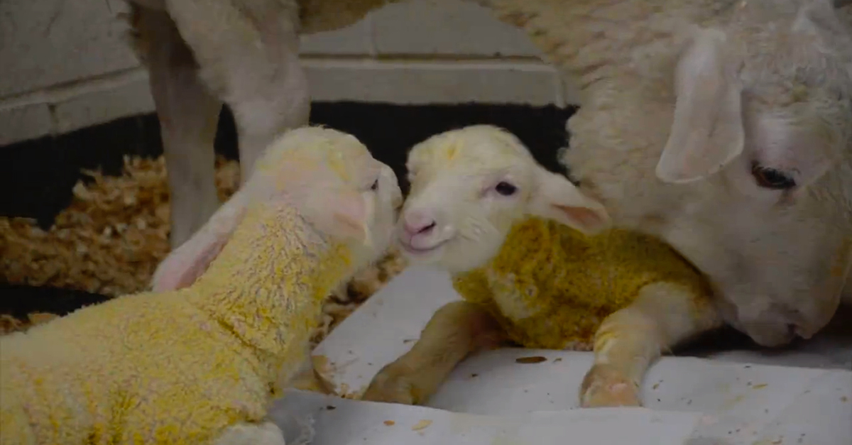 This Baby Lamb Leans Over To Do THIS For The First Time. What? Amazing ...
