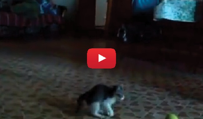 Is *Danger Cat* The Funniest Cat Movie Ever? I Say Yes!! What Do You ...