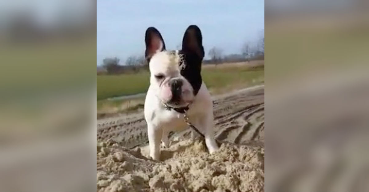 Adorable Frenchie Loves Playing In The Sand, But Wait Til You Hear How ...