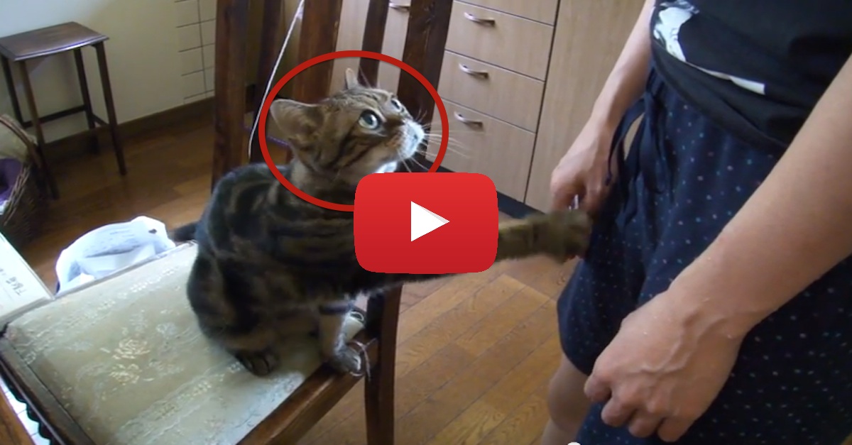 This Cat Begs For Mom's Affection In The Most ADORABLE Way ...