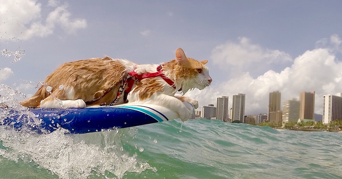 They Dress Their One-Eyed Rescue Cat In A Life Jacket. The Reason ...