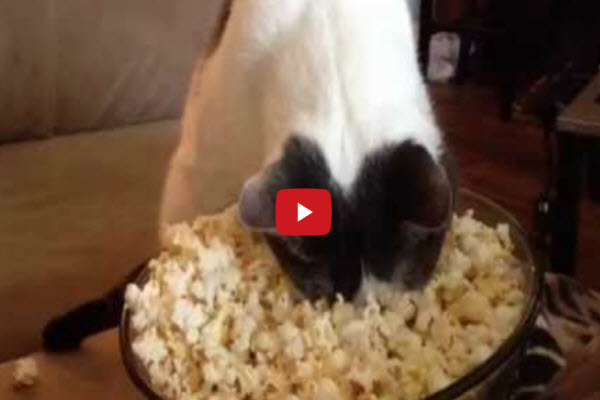 This Cat's Relationship With Popcorn Is Like Nothing I've Ever Seen ...
