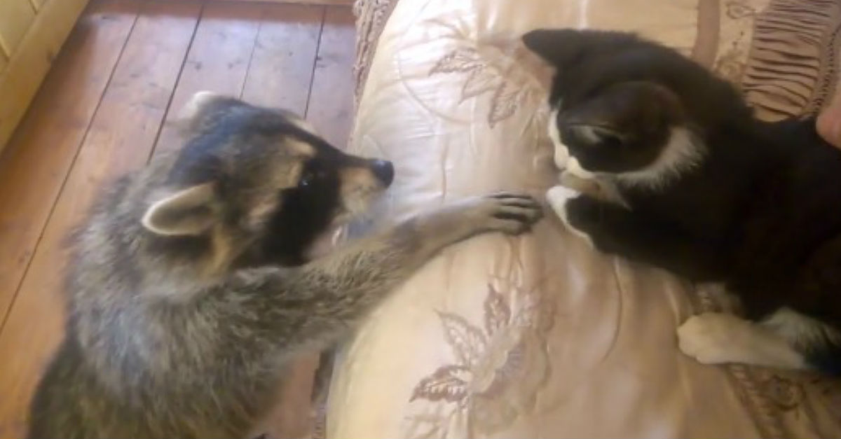 Cat Tries To Relax On The Bed. But When The Raccoon Sees Him, Watch His ...
