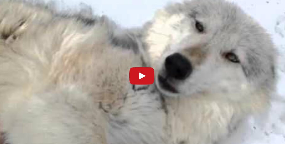 A Woman Approaches A Wild Wolf - And The Reaction She Gets Is Amazing ...