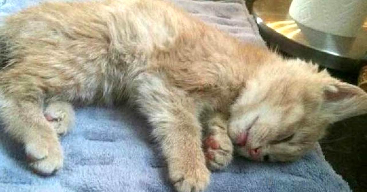 Abandoned Kitten Lies Frozen In The Snow...Then A MIRACLE Happens ...